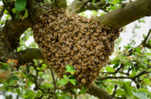 Masamang Epekto ng Kagat ng Bubuyog : Paano makaiwas sa Insekto - Gamot ...